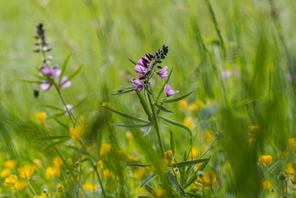 June Focus Walk